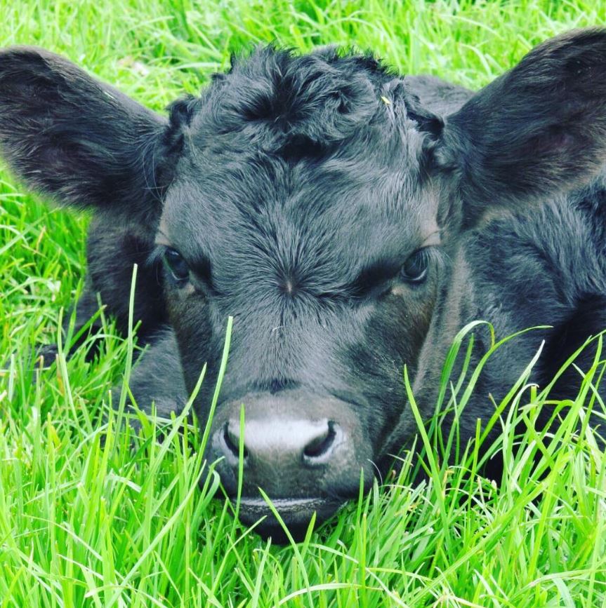 The JWB Wagyu Journey - James Whelan Butchers Ireland